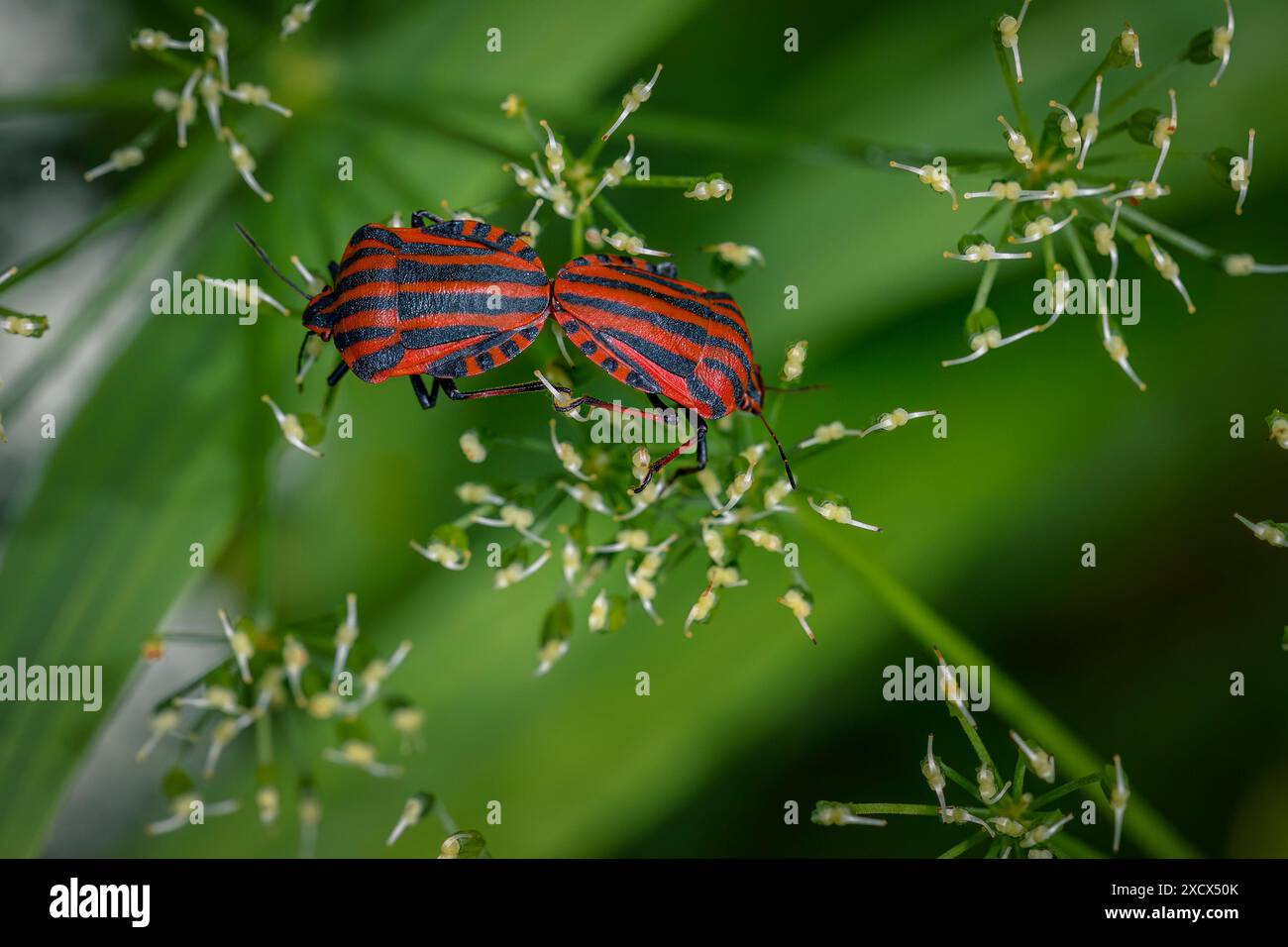 Bug mating hi-res stock photography and images - Alamy