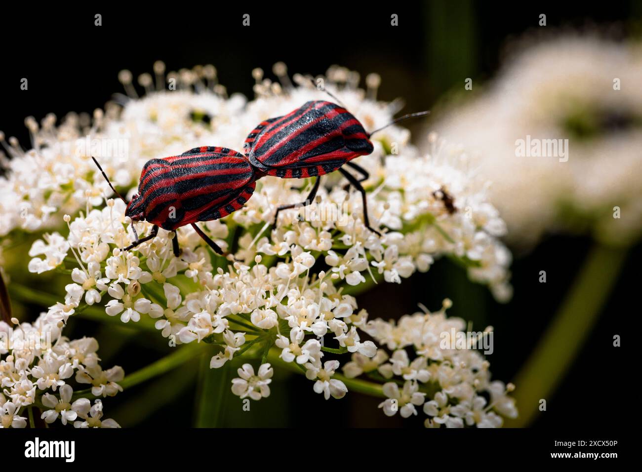 Bug with striped wings hi-res stock photography and images - Alamy