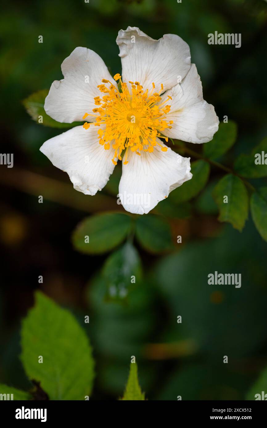 Rose vertical hi-res stock photography and images - Alamy