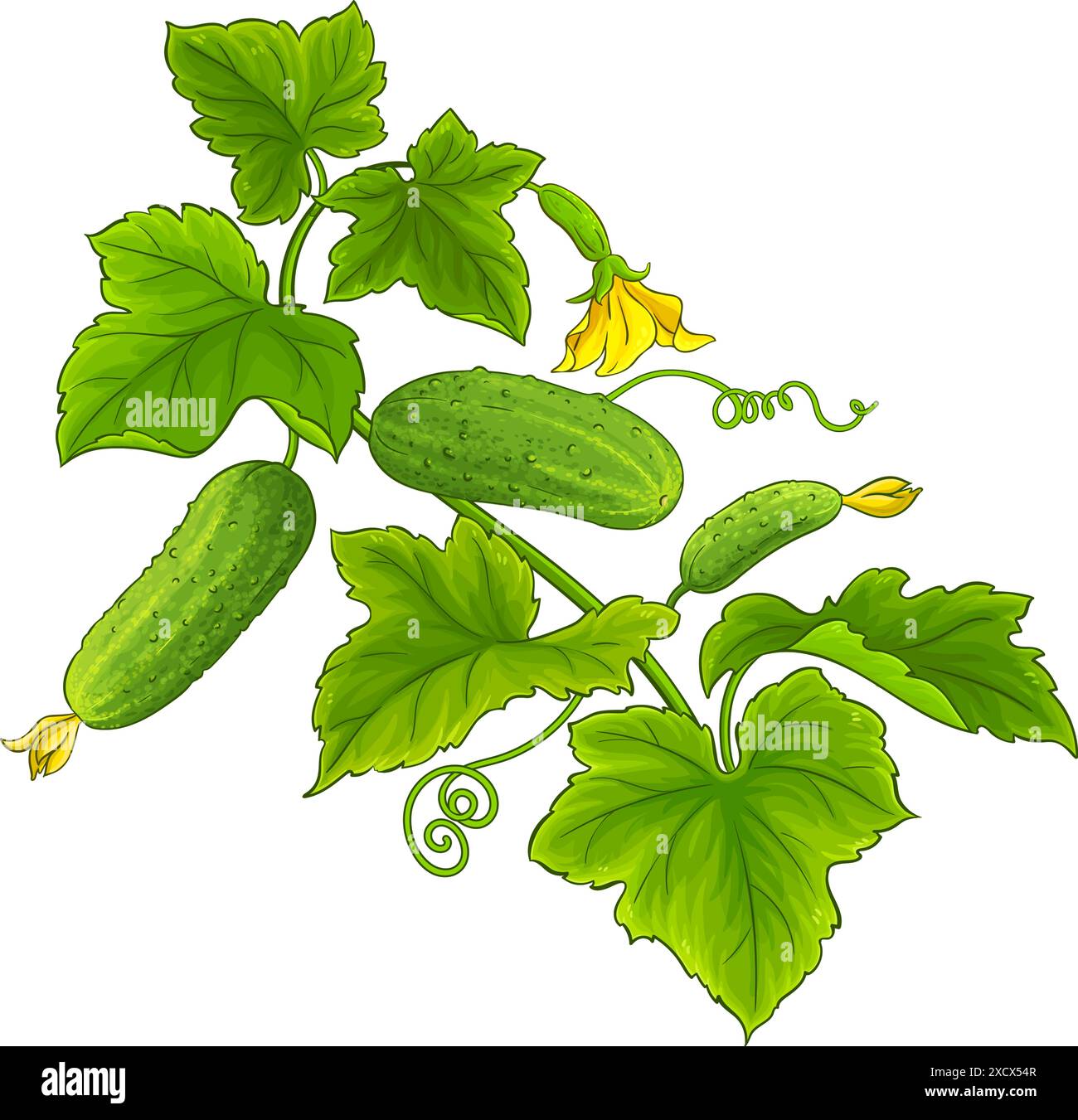 Cucumber Plant Colored Detailed Illustration Stock Vector Image & Art ...