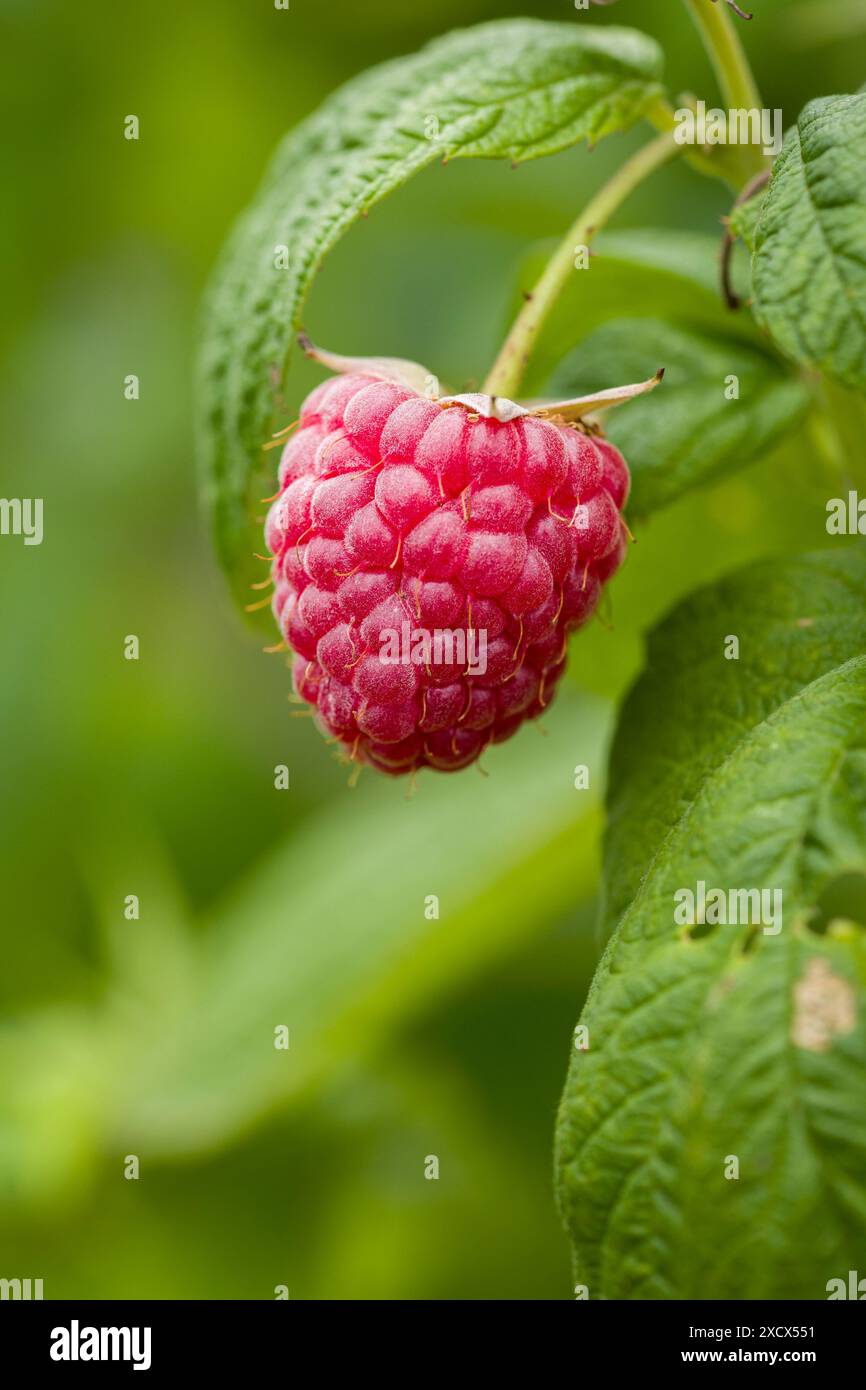 Raspberry gardening hi-res stock photography and images - Alamy