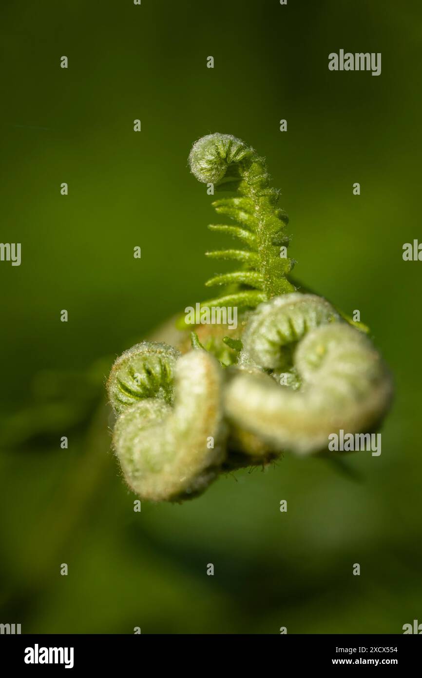 Curly fern hi-res stock photography and images - Alamy