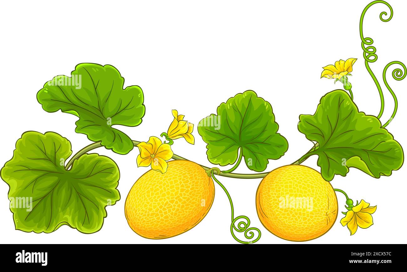 Melon Plant Colored Detailed Illustration Stock Vector Image & Art - Alamy