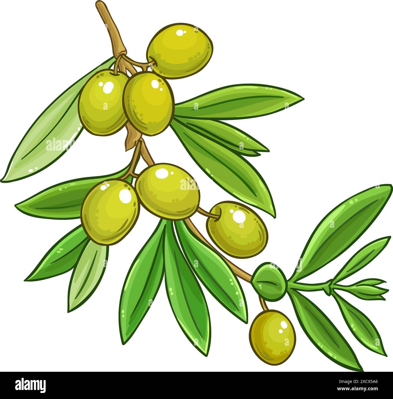 Olive Branch Colored Detailed Illustration Stock Vector Image & Art - Alamy