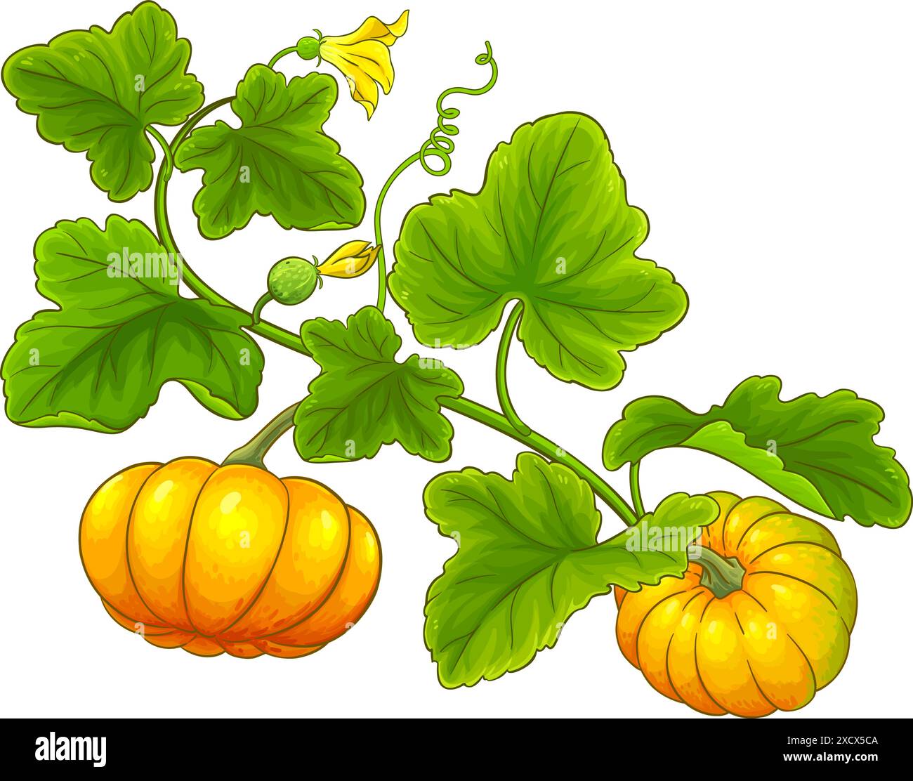 Pumpkin Plant Colored Detailed Illustration Stock Vector Image & Art ...