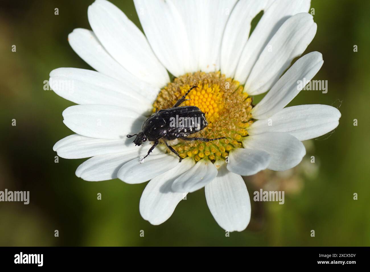 Close up White spotted rose beetle, Oxythyrea funesta, family ...