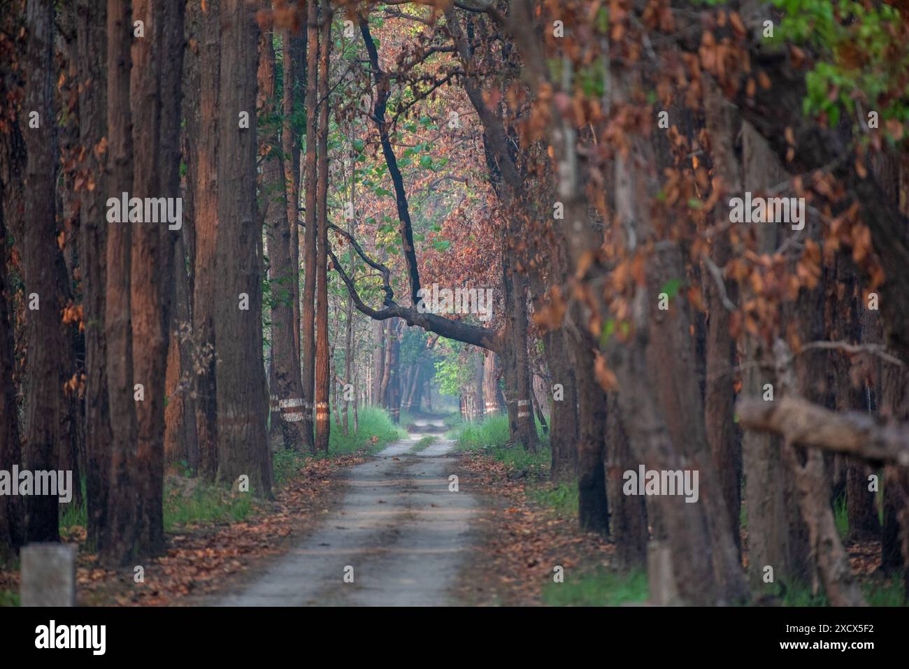 Path inside the deep forest Stock Photo - Alamy