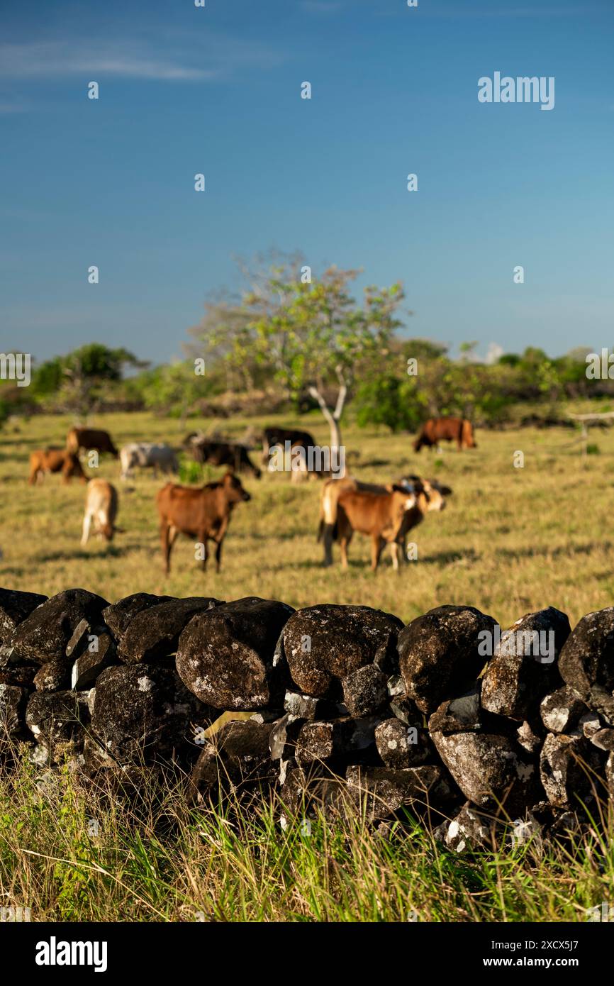 Cows standing behind a rocky fence, Chiriqui, Panama - stock photo ...