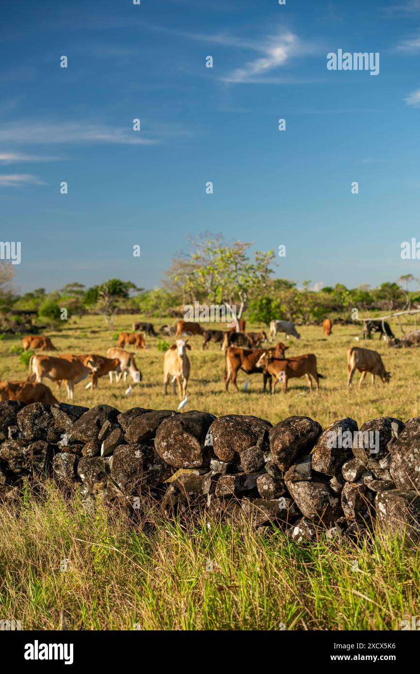 Cows standing behind a rocky fence, Chiriqui, Panama - stock photo ...