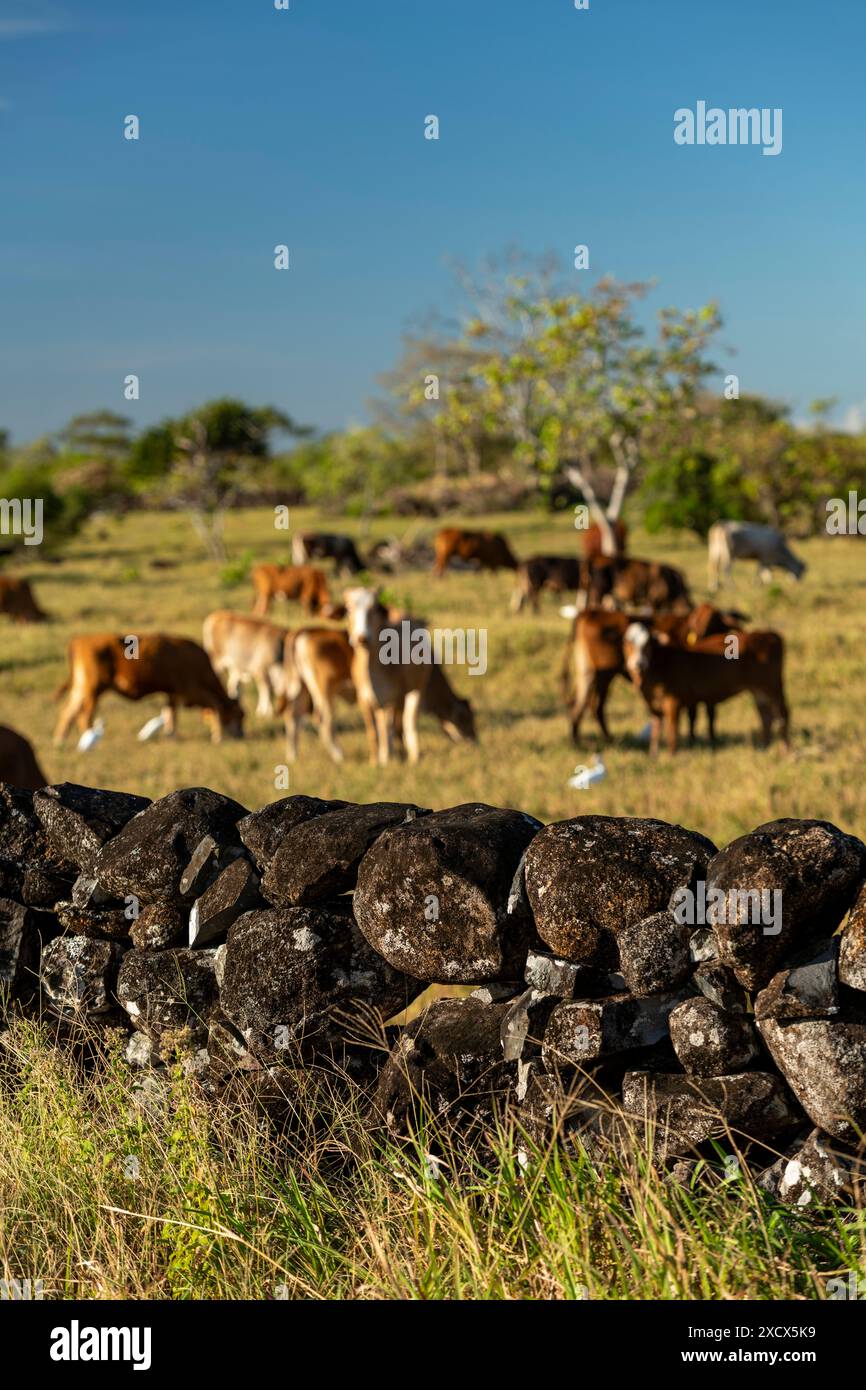 Cows standing behind a rocky fence, Chiriqui, Panama - stock photo ...
