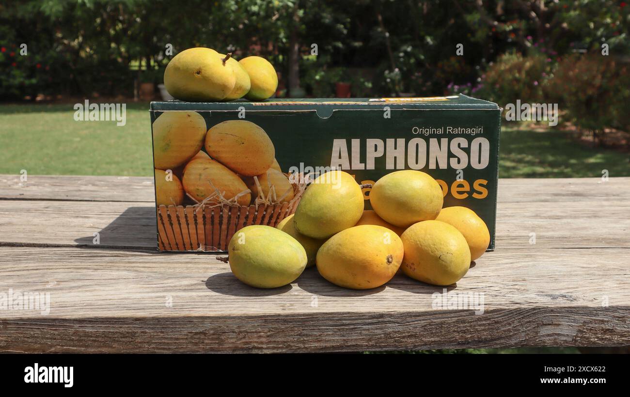 Alphonso mango heap stacked in a box of mangoes to keep ripe Stock ...