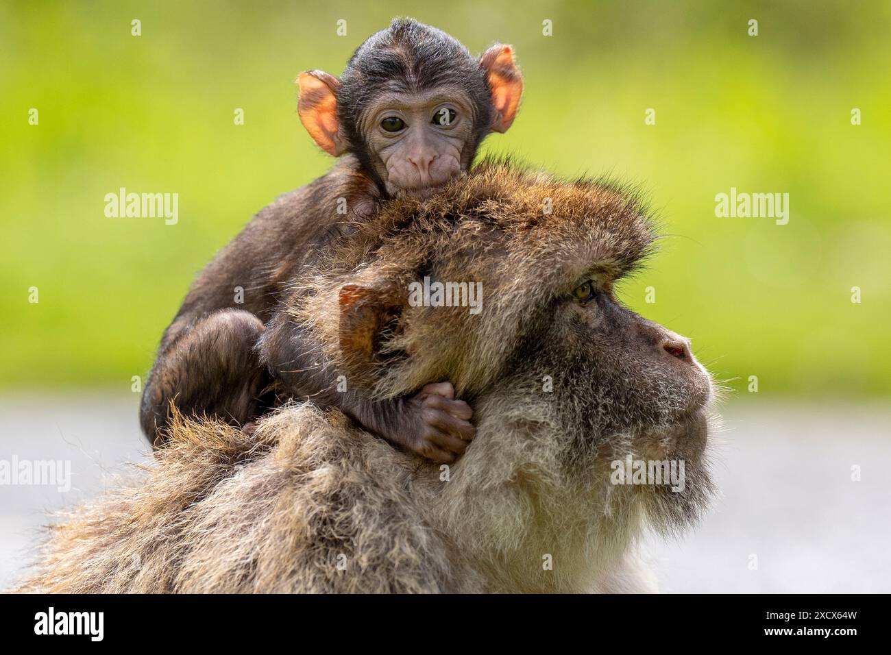 Hayley, a baby macaque who was born on May 13 at Blair Drummond Safari ...