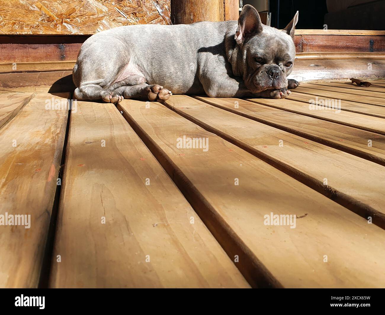 A French Bulldog relaxing in the sun on a wooden deck with a background ...