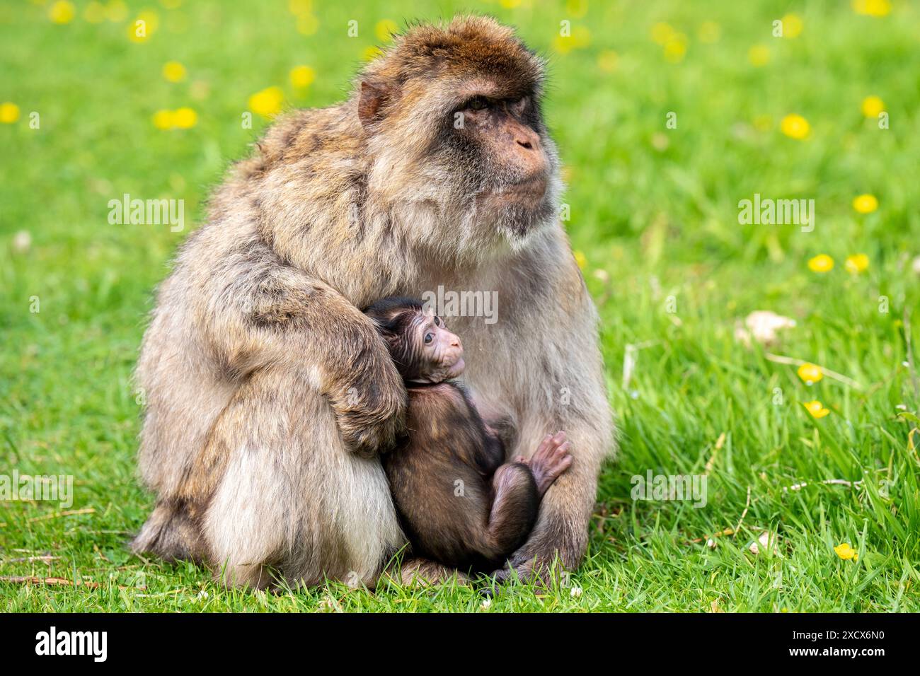 Hayley, a baby macaque who was born on May 13 at Blair Drummond Safari ...