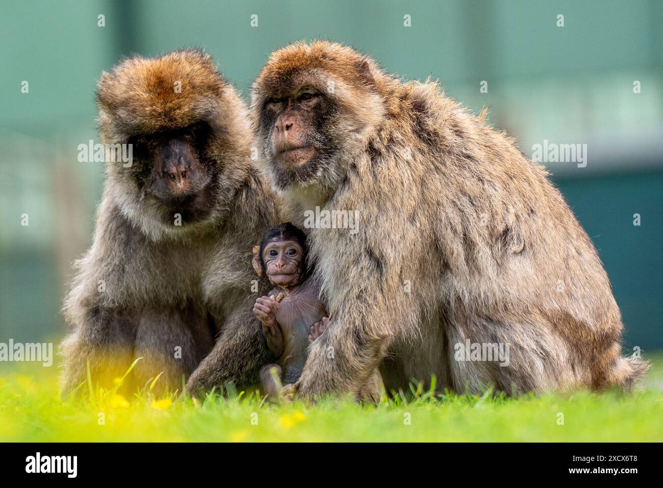 Hayley, a baby macaque who was born on May 13 at Blair Drummond Safari ...