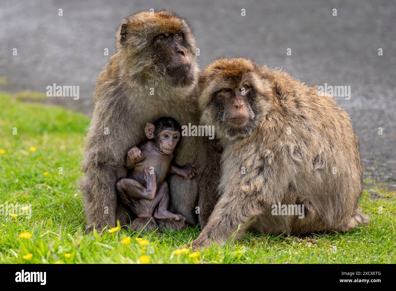 Hayley, a baby macaque who was born on May 13 at Blair Drummond Safari ...