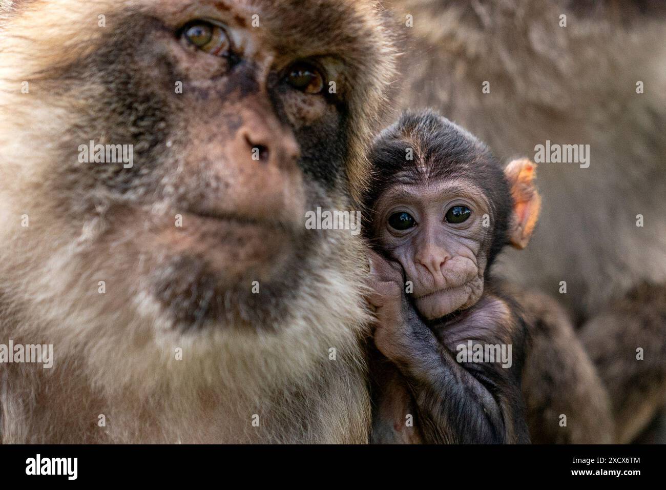 Hayley, a baby macaque who was born on May 13 at Blair Drummond Safari ...