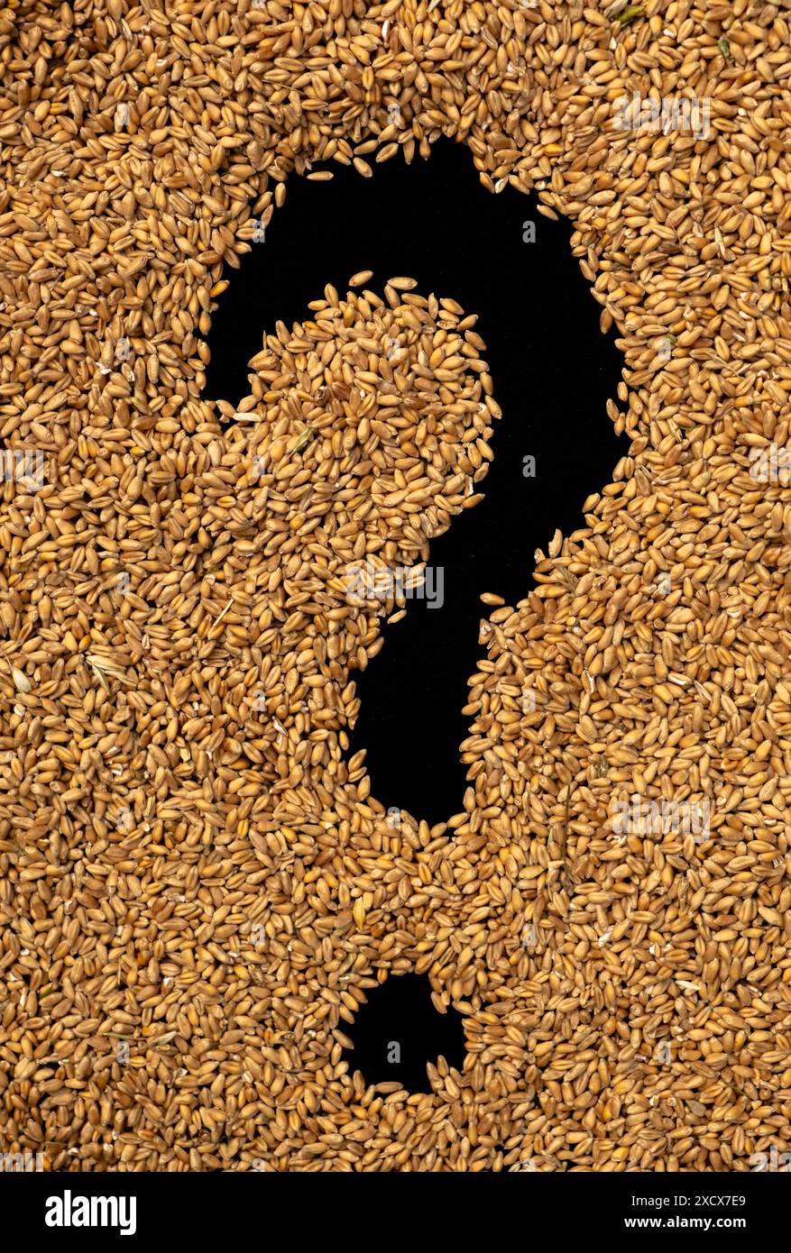 Black question mark on the background of wheat grains. concept of ...