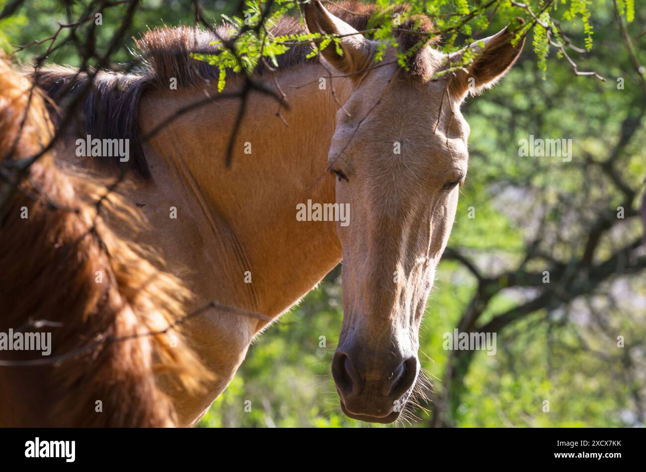 Mustang among trees hi-res stock photography and images - Alamy