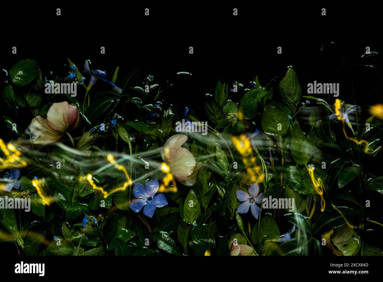 Low key roses hi-res stock photography and images - Alamy