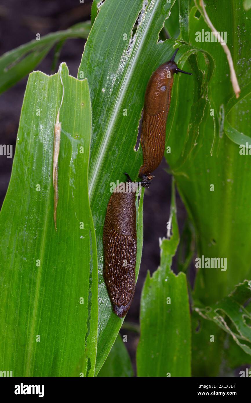Corn plant damage hi-res stock photography and images - Alamy