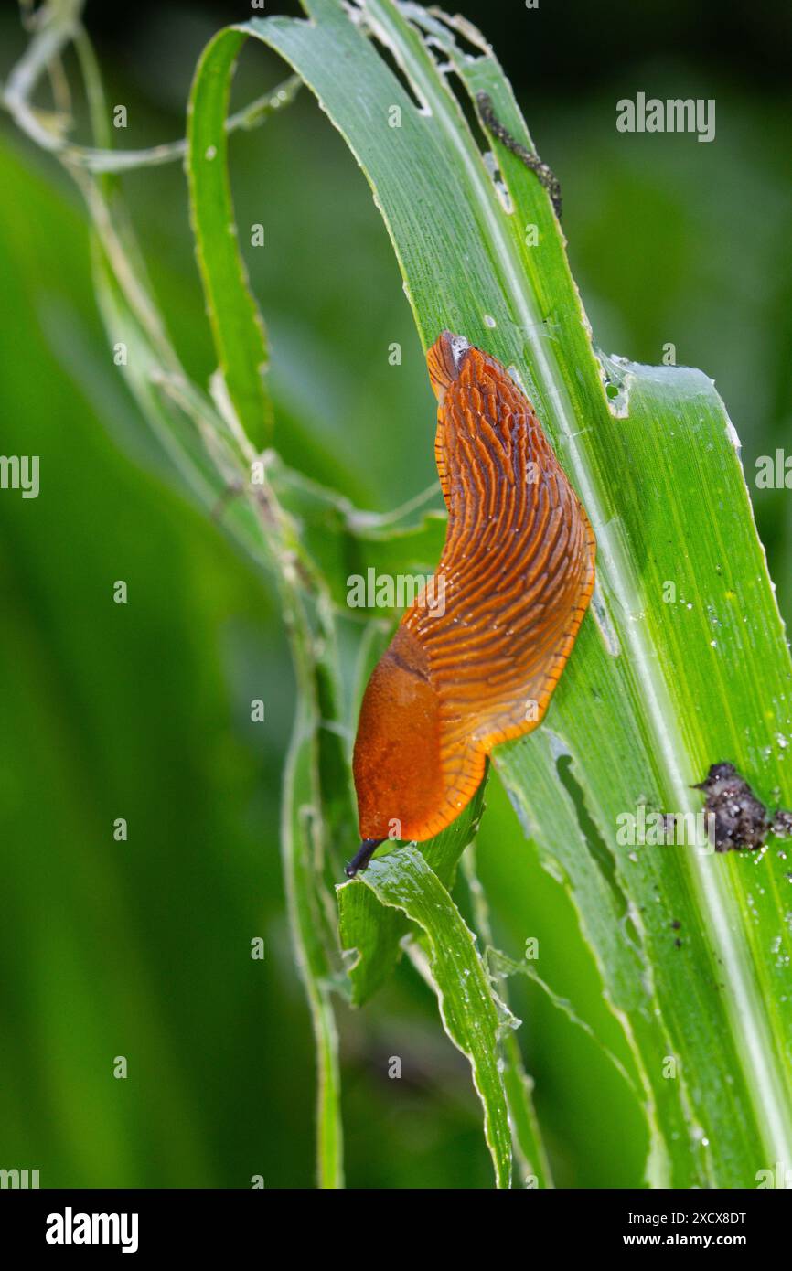 Slug causing damage to corn, leaving nothing but the leave veins Stock ...