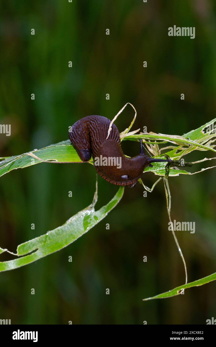 Corn plant damage hi-res stock photography and images - Alamy