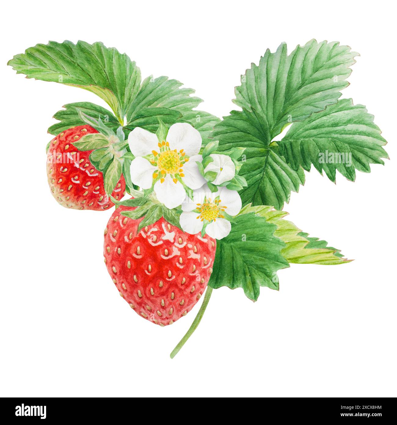 Strawberry Clip Art Flowers