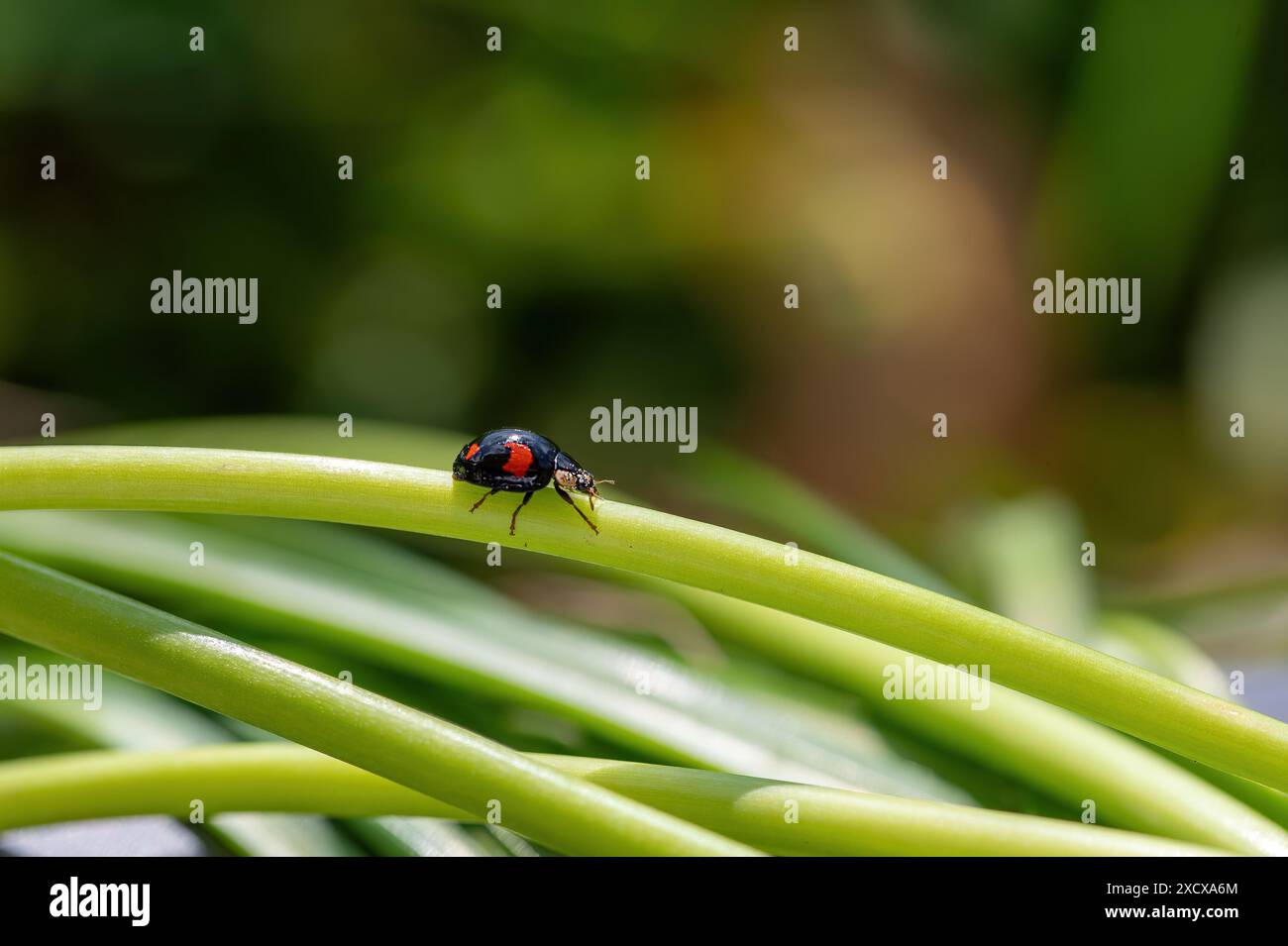 Black red ladybug hi-res stock photography and images - Alamy