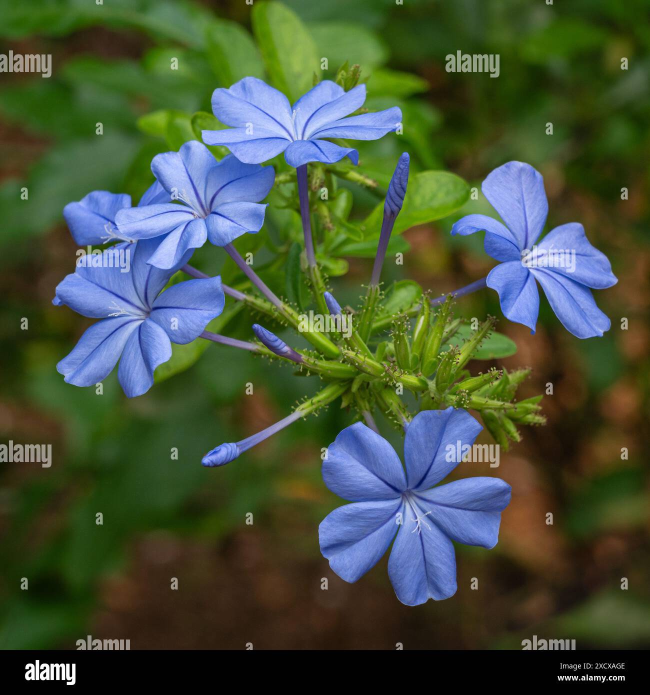 Closeup view of bright blue flowers and buds of climber shrub plumbago ...