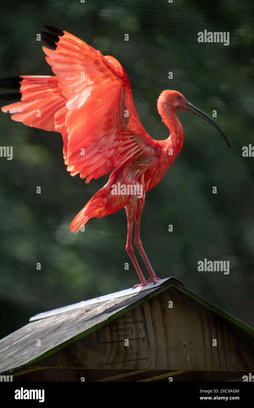 A vibrant scarlet ibis bird with wings spread standing on a rooftop ...