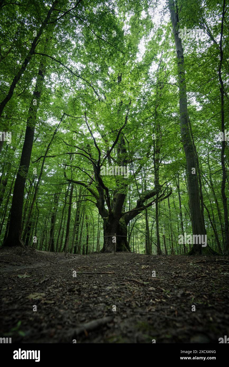 Dragon oak - placed second in the European Tree of the year 2023. Giant ...