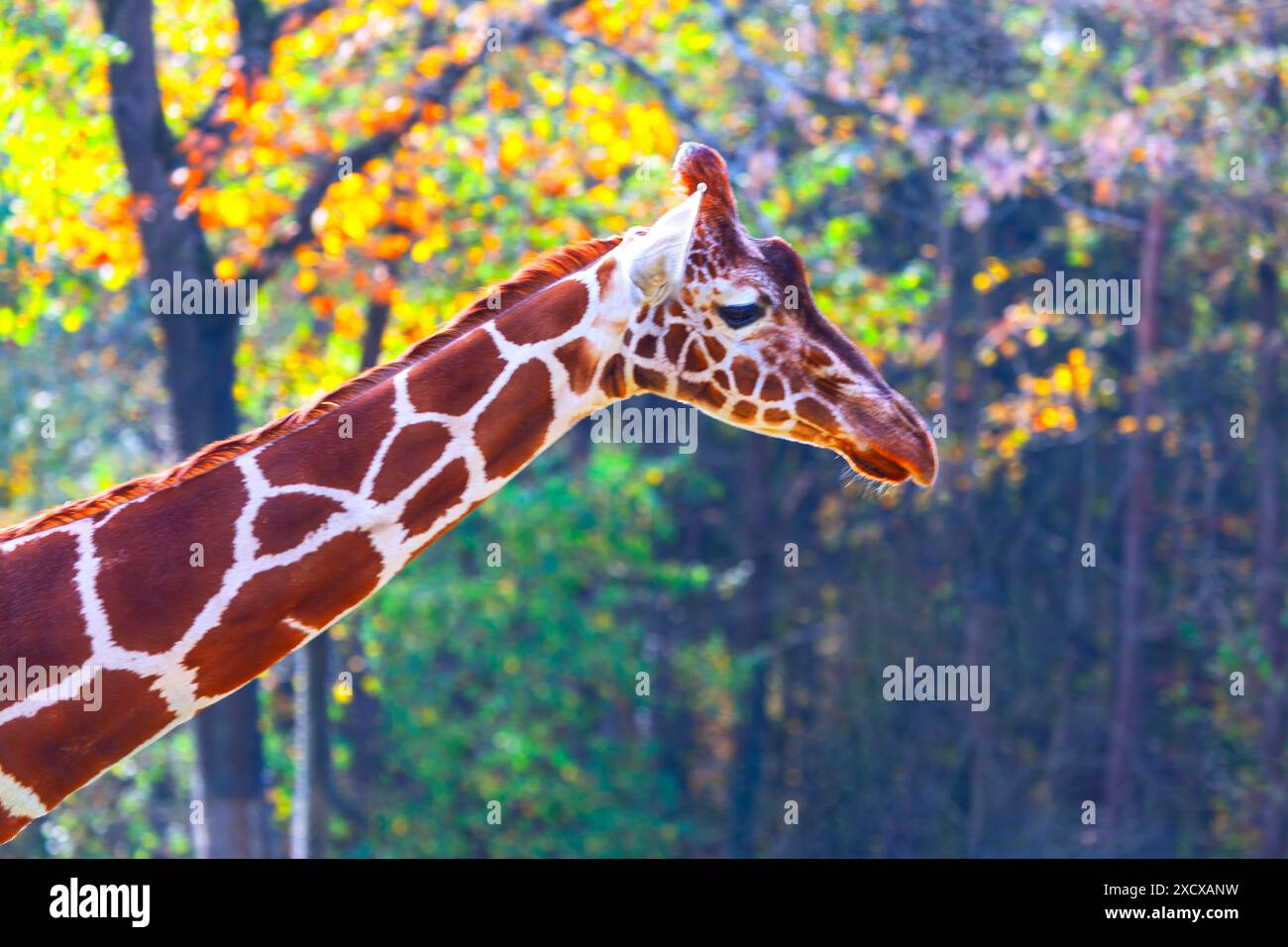 Giraffazoo hi-res stock photography and images - Alamy