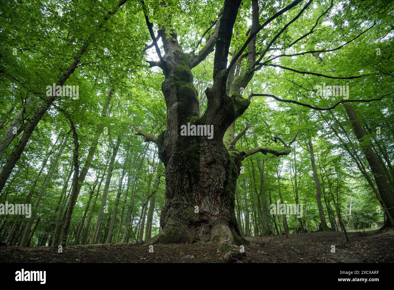 Dragon oak - placed second in the European Tree of the year 2023. Giant ...