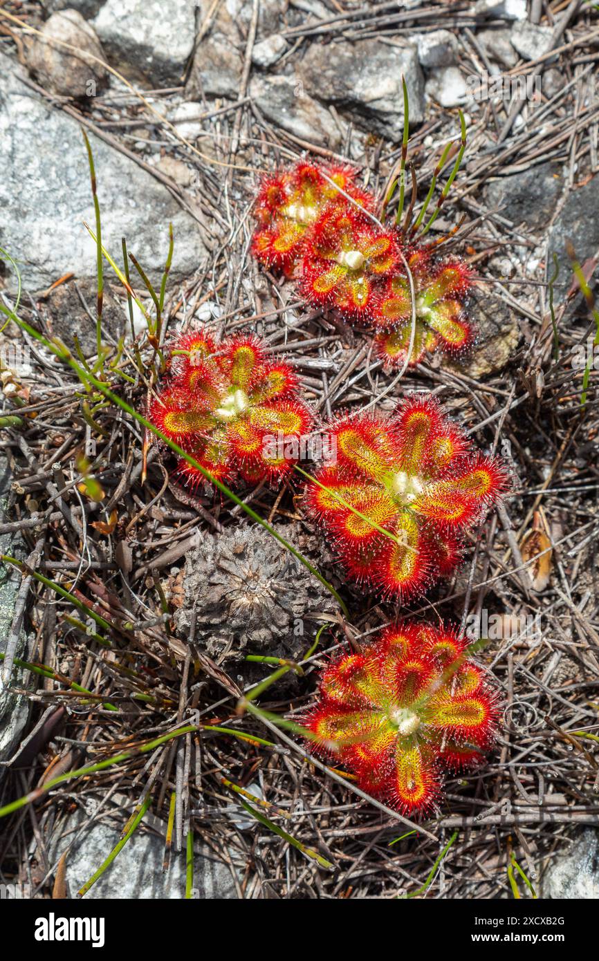 Drosera xerophila, a carnivorous plant, seen in natural habitat in the ...