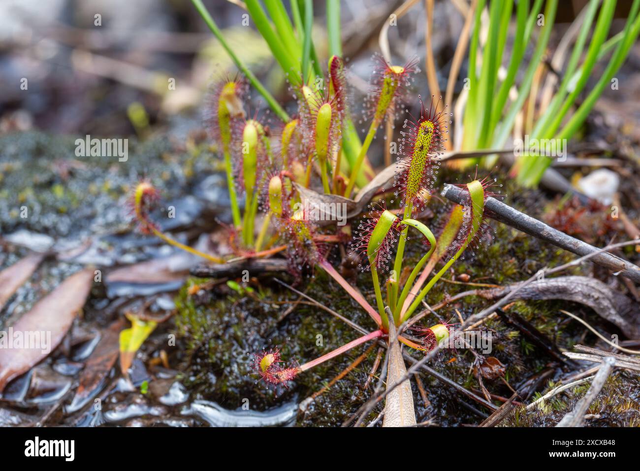 Drosera capensis in natural habitat Stock Photo - Alamy