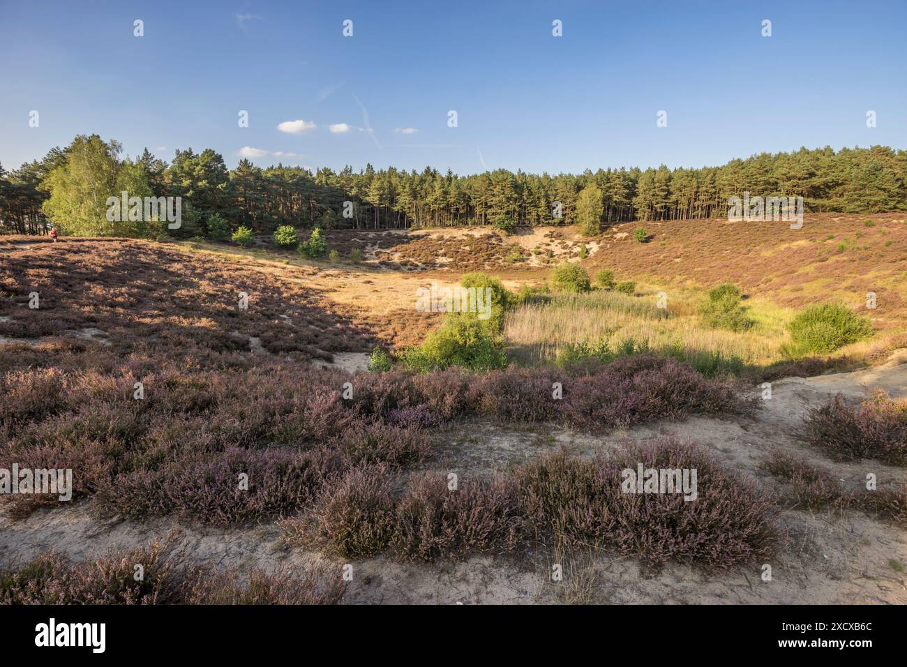 Heathland germany lower saxony hi-res stock photography and images - Alamy