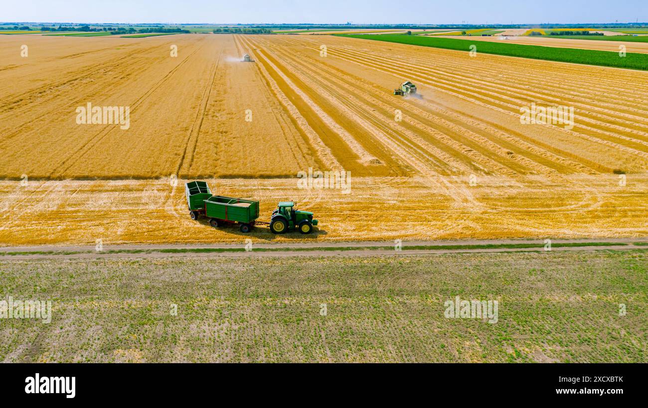 Aerial view over two agricultural harvesters, combines as they cutting ...