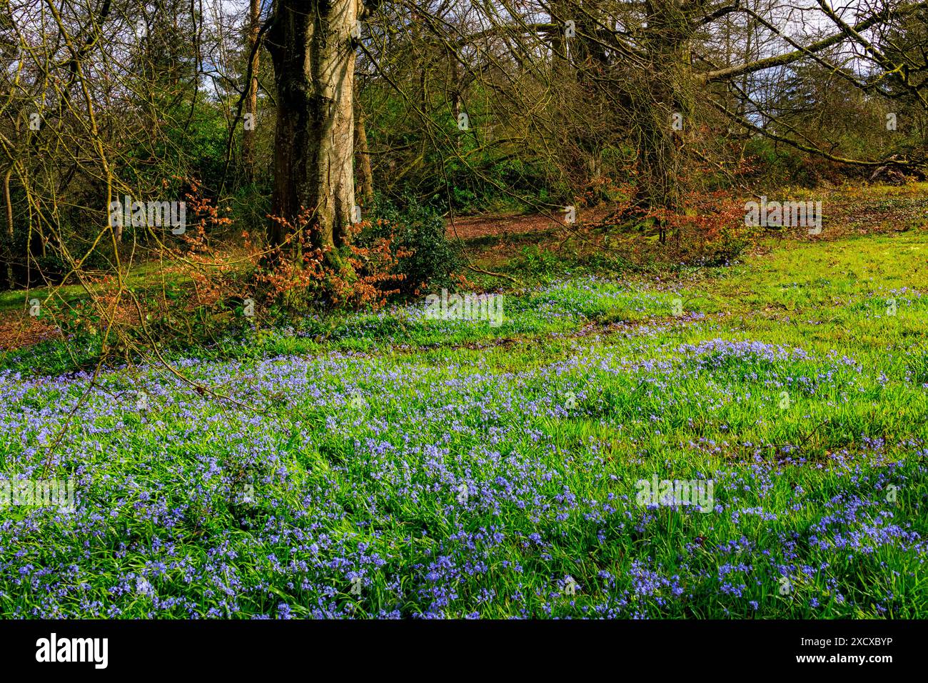 A carpet of colourful bluebells in the woods at Knightshayes Court ...