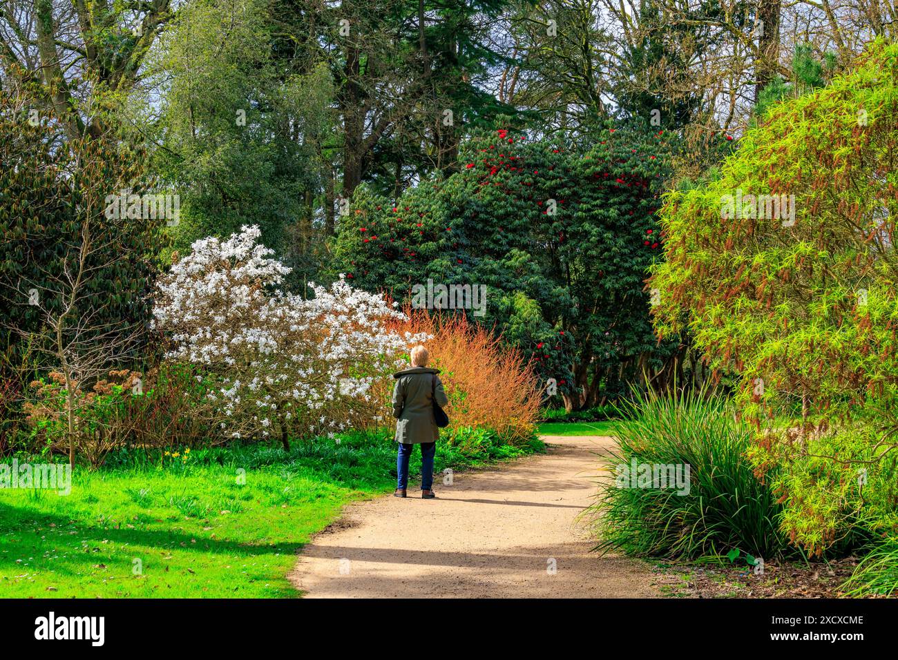 Colourful spring magnolia tree blossom at Knightshayes Court, nr ...