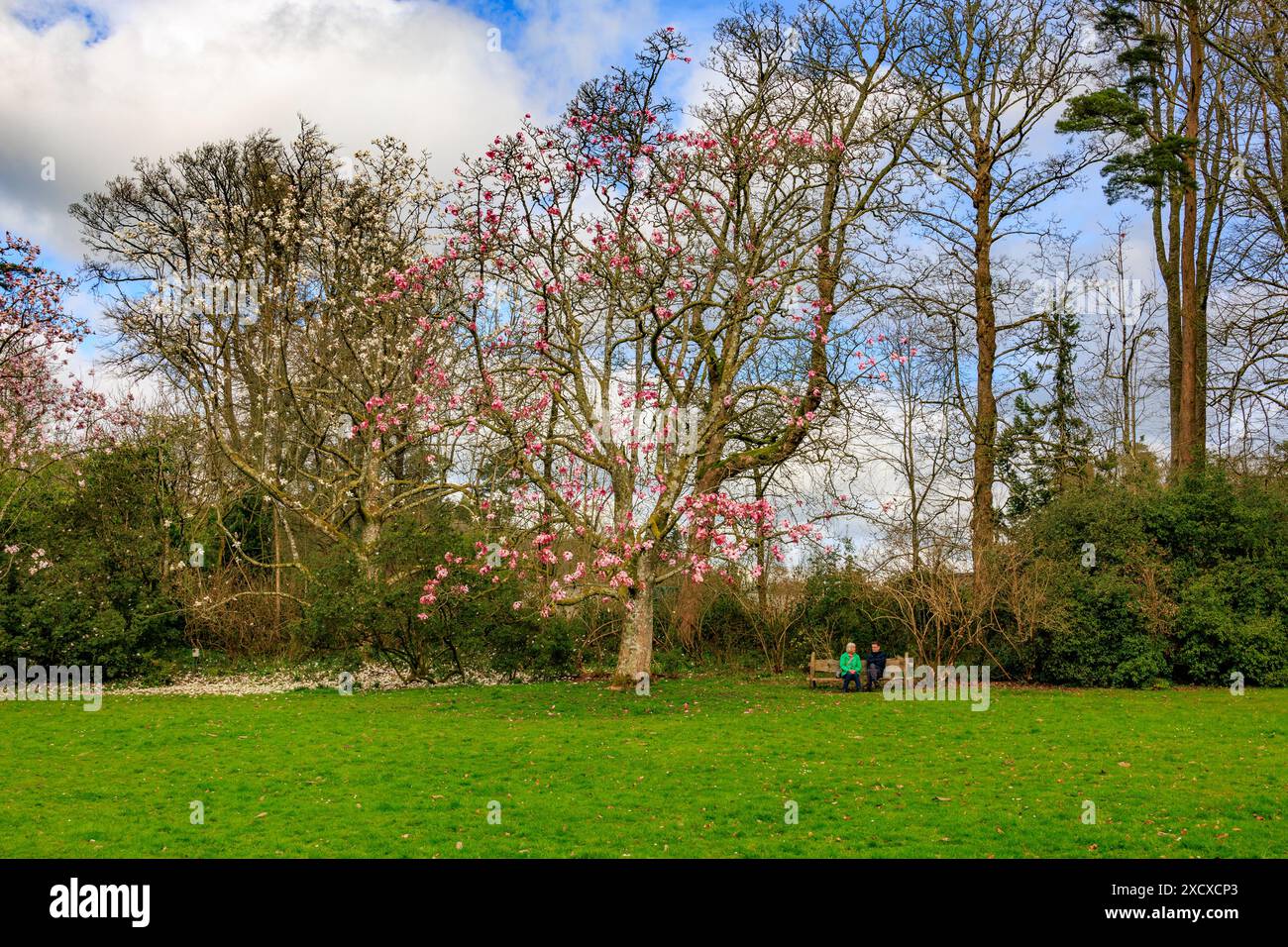 Colourful spring magnolia tree blossom at Knightshayes Court, nr ...