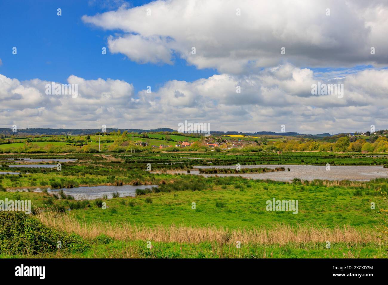 Marshy habitat hi-res stock photography and images - Alamy