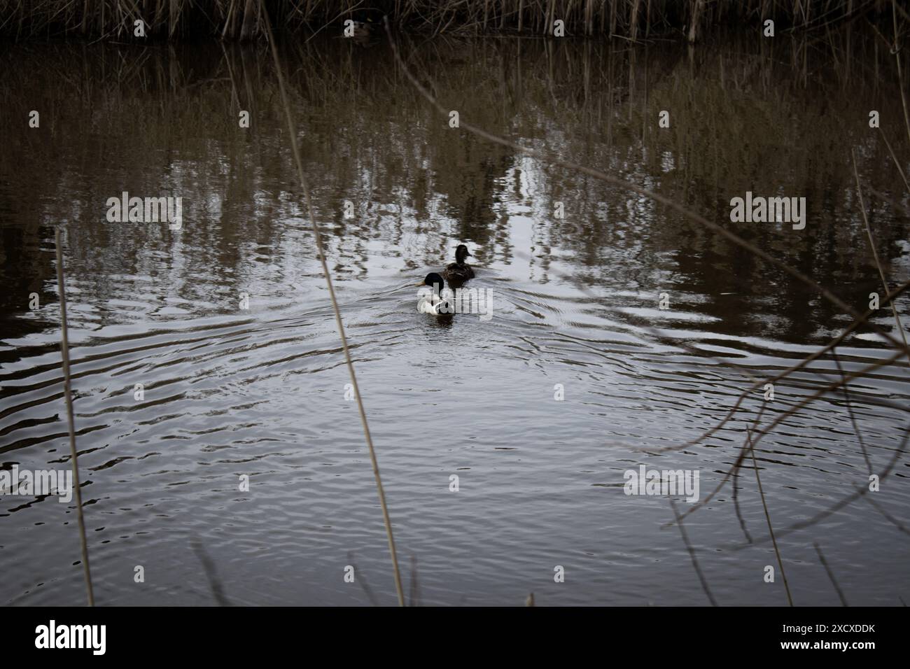 Two ducks swim in a calm, reflective pond surrounded by tall reeds ...