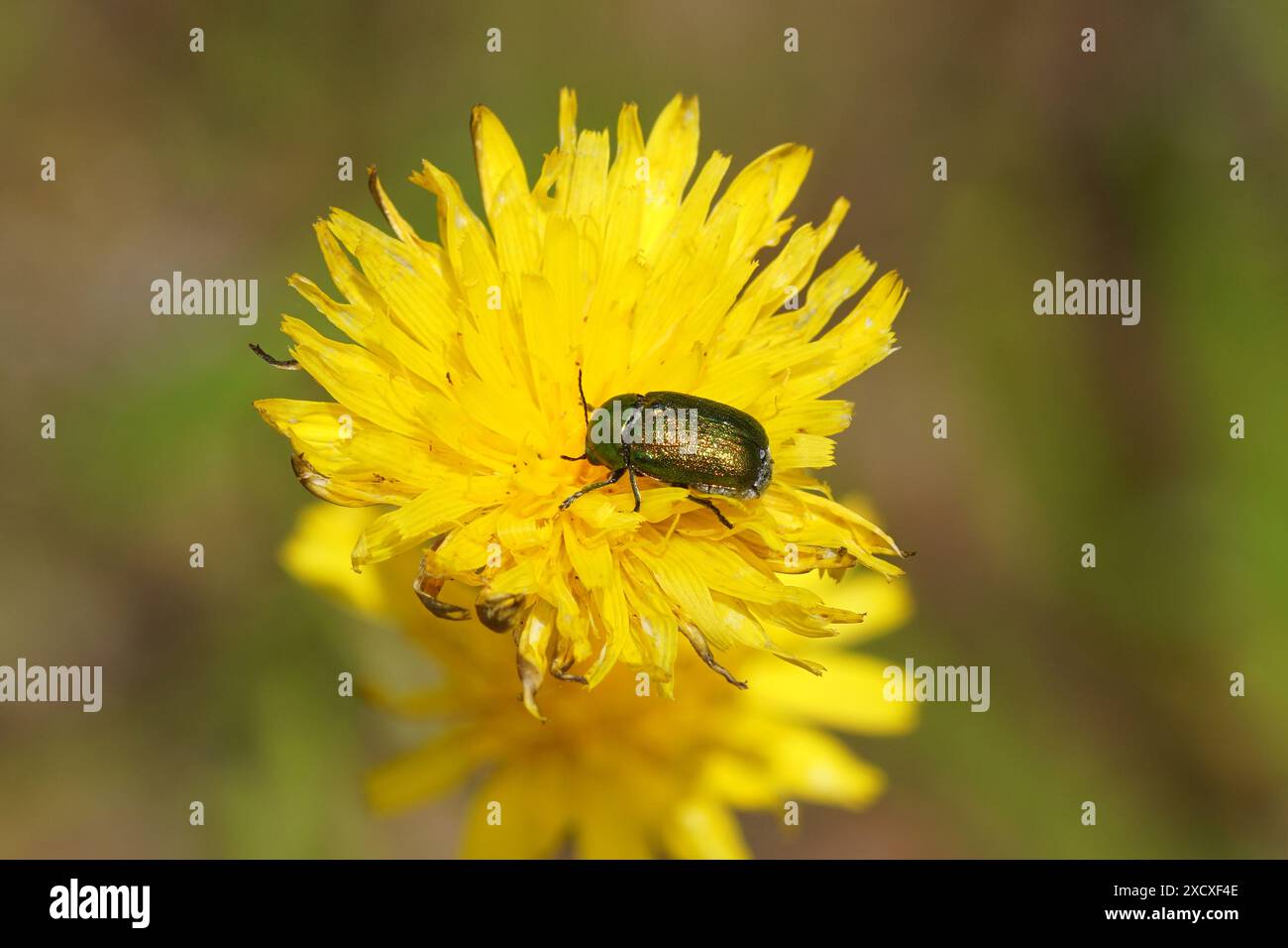 Leaf beetle (Cryptocephalus aureolus) with pollen, family Chrysomelidae ...