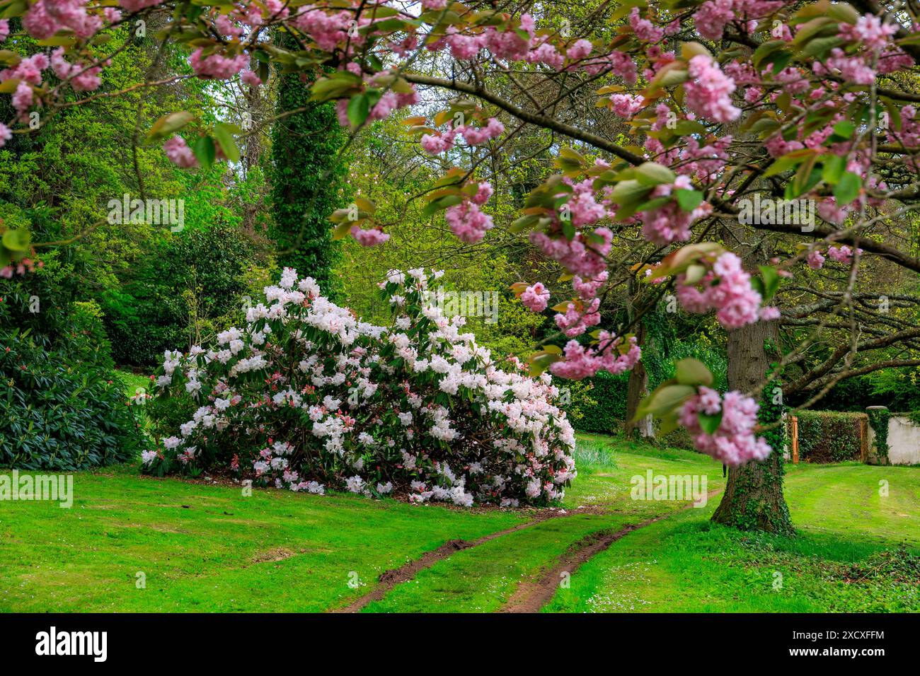 Flowering cherry trees and rhododendrons in the American Garden at ...