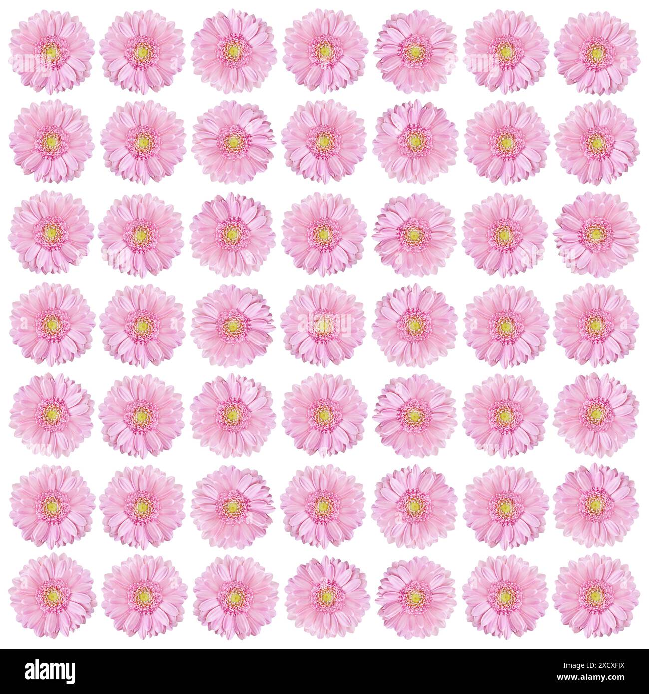 Pink gerbera flowers isolated hi-res stock photography and images - Alamy