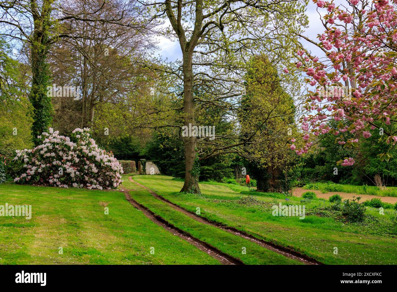 Flowering cherry trees and rhododendrons in the American Garden at ...