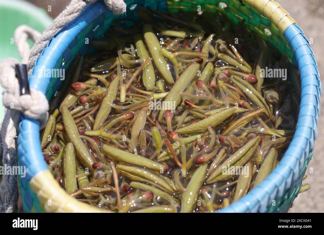 A photo shows water shield (brasenia schreberi / junsai in Japanese ...