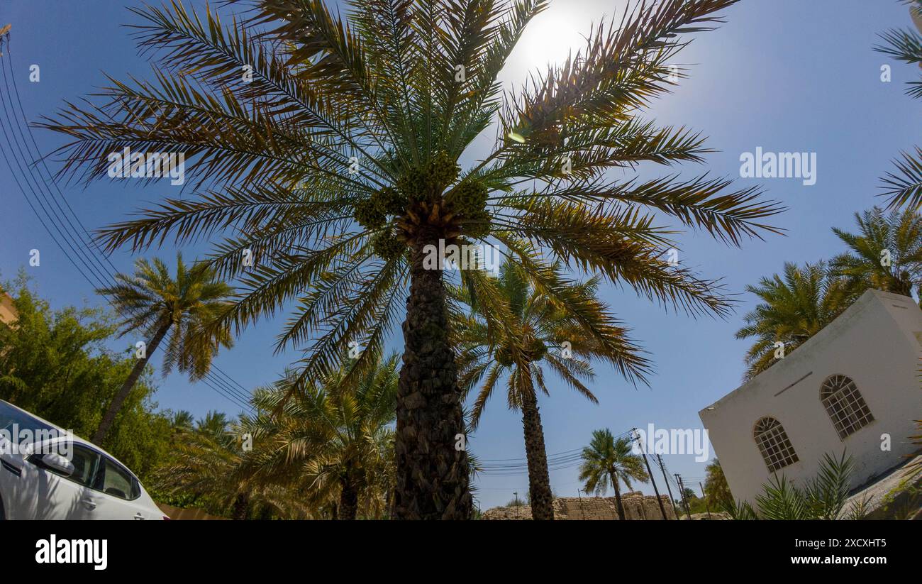 Photography of date tree and sky during spring sunny day Stock Photo ...