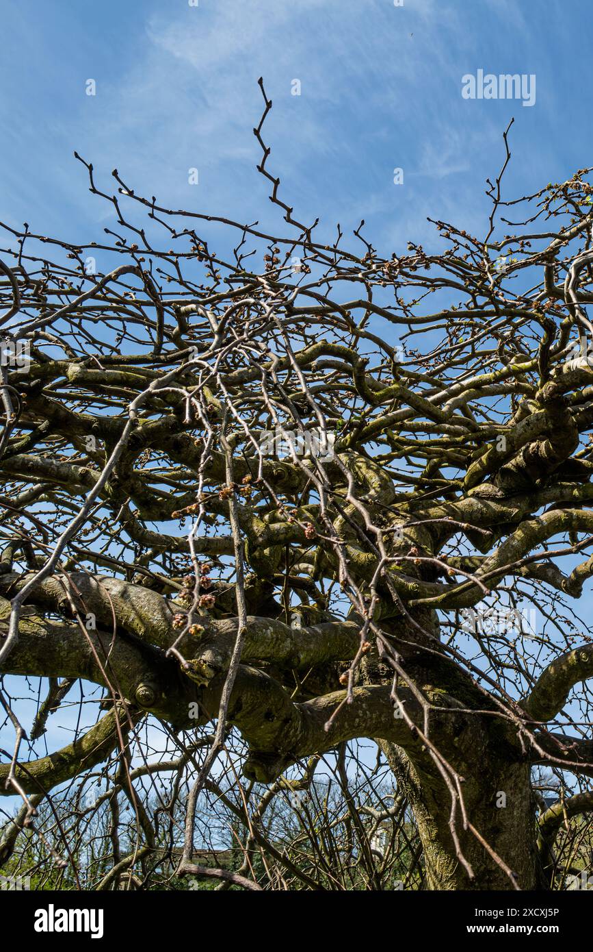 The leafless drooping branches of Ulmus glabra ‘Camperdownii’ Weeping ...
